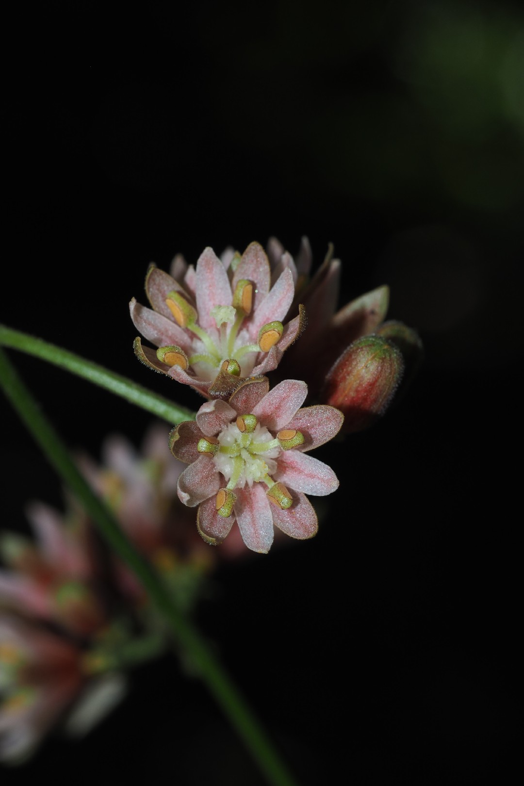 Illigera rhodantha Flower, Leaf, Care, Uses - PictureThis