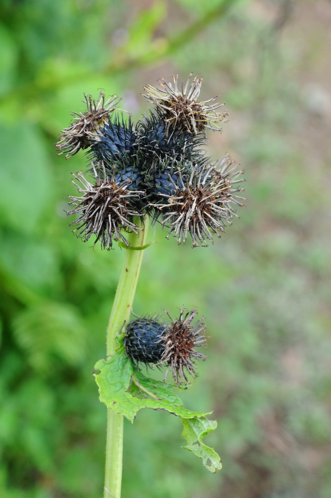 Costus (Aucklandia costus) Flower, Leaf, Care, Uses - PictureThis