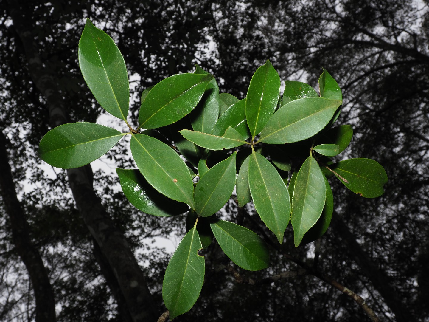 Cartrema matsumurana Flower, Leaf, Care, Uses - PictureThis