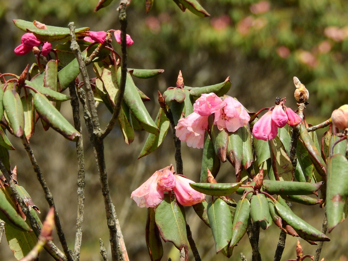 Rhododendron oreodoxa var. fargesii - PictureThis