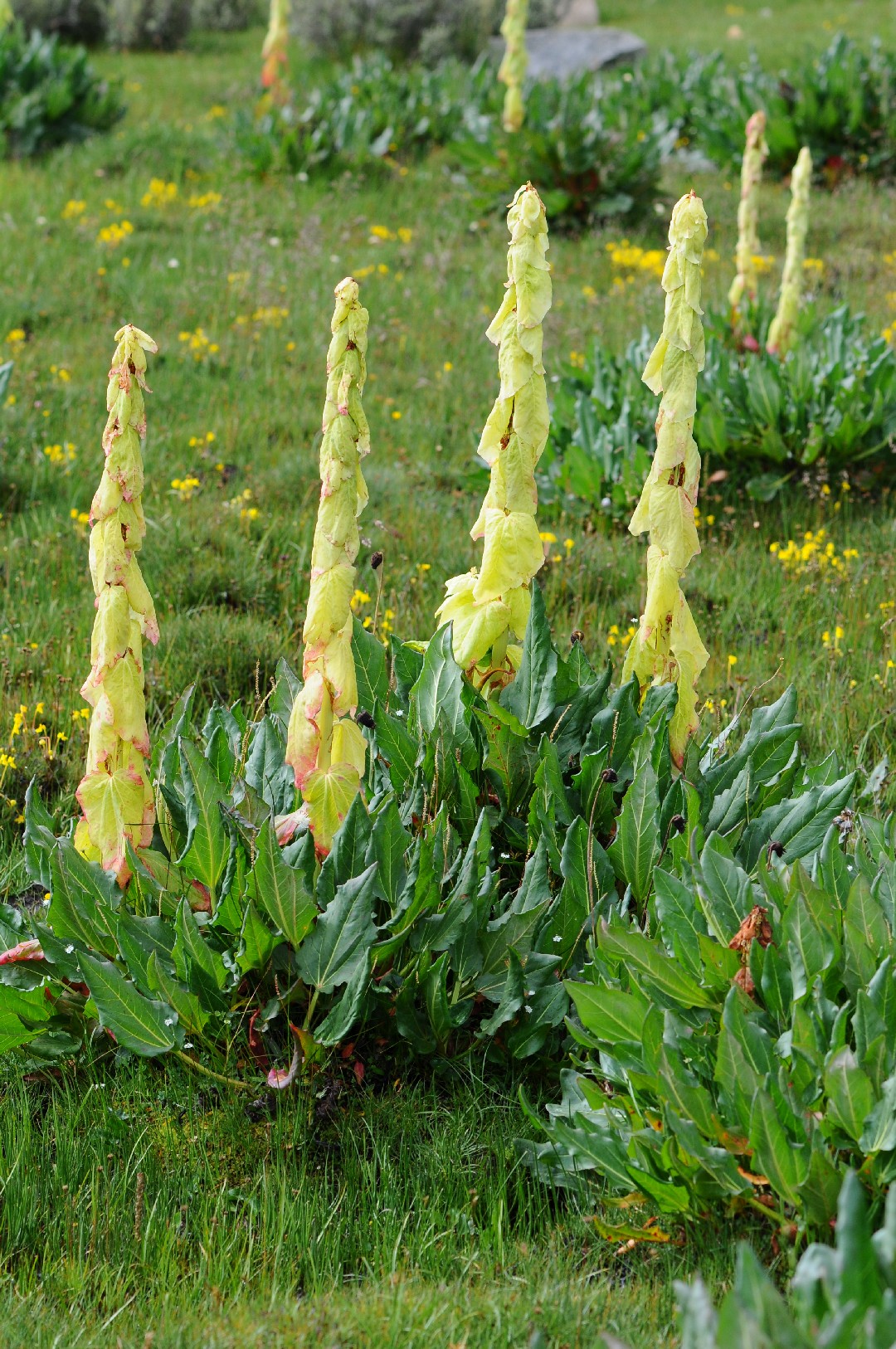 Ревень Александры (Rheum alexandrae) - PictureThis