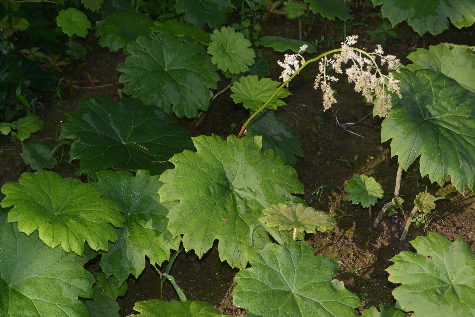 Astilboides tabularis - PictureThis