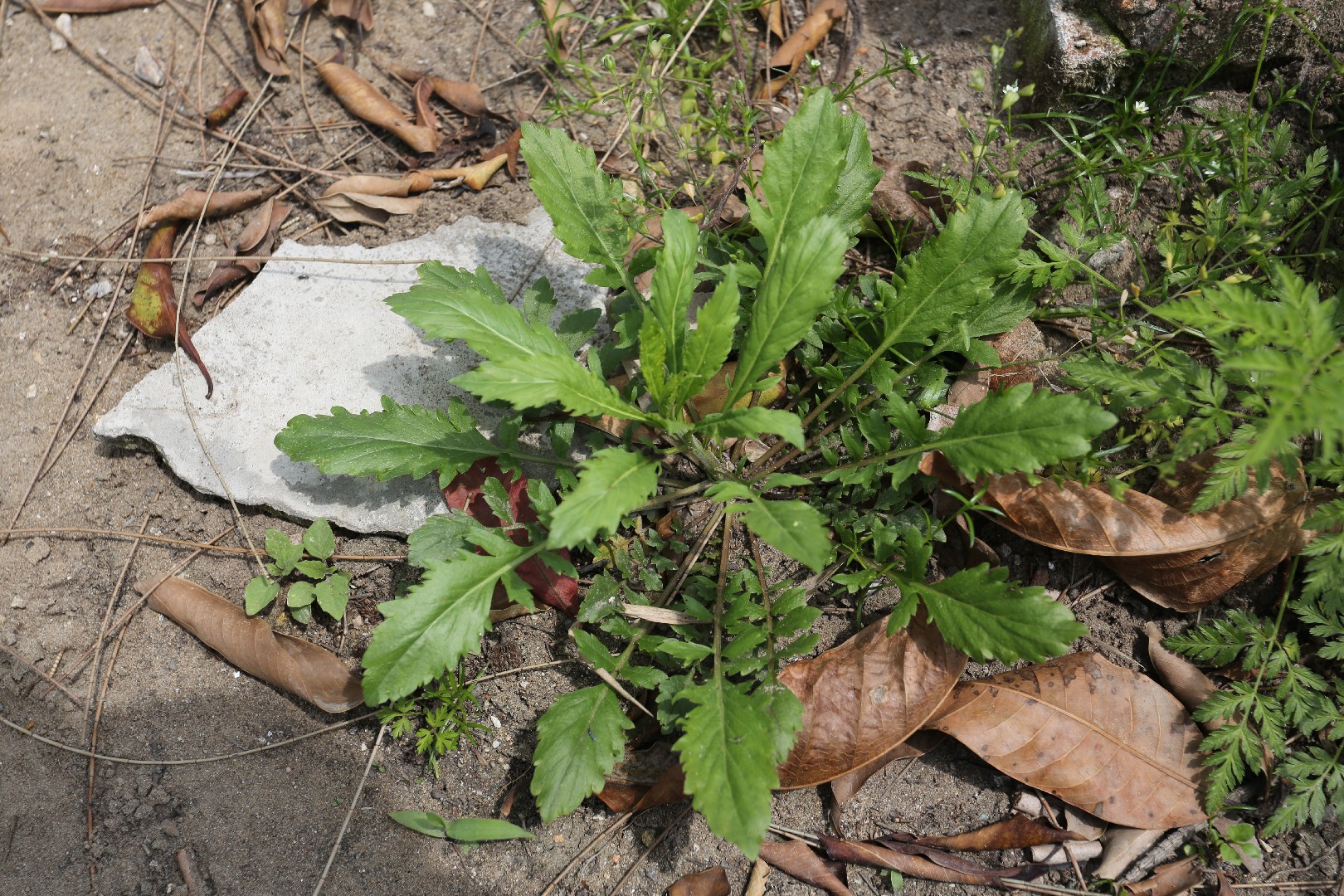 다닥냉이 (Lepidium apetalum) - PictureThis