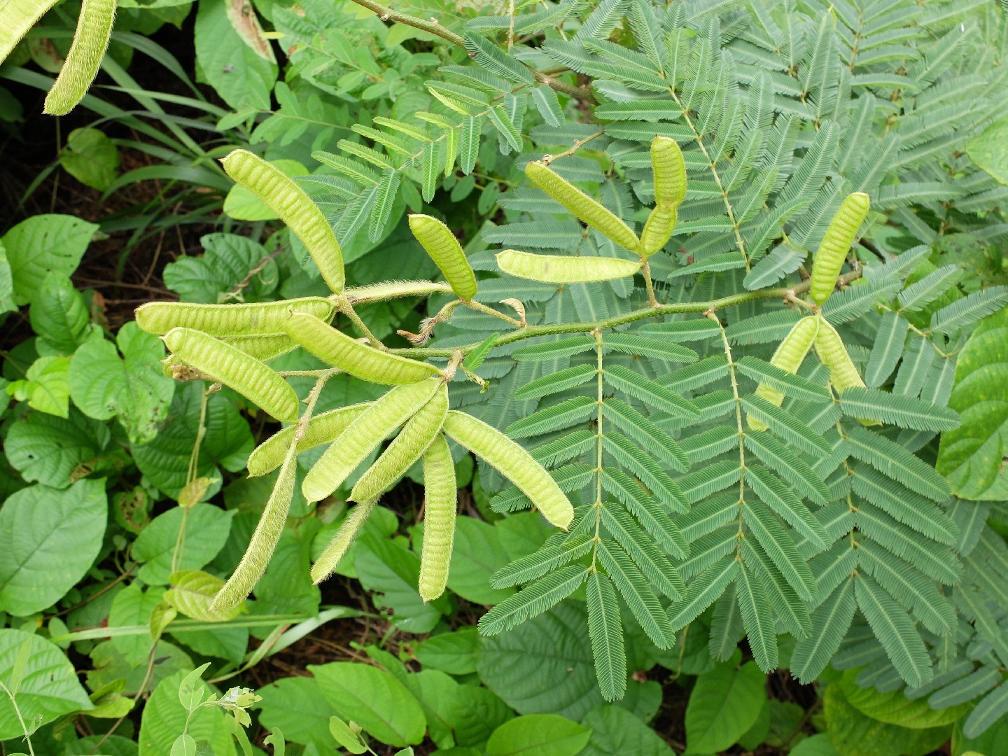 Mimosa pigra - PictureThis