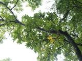 Chukrasia tabularis - PictureThis