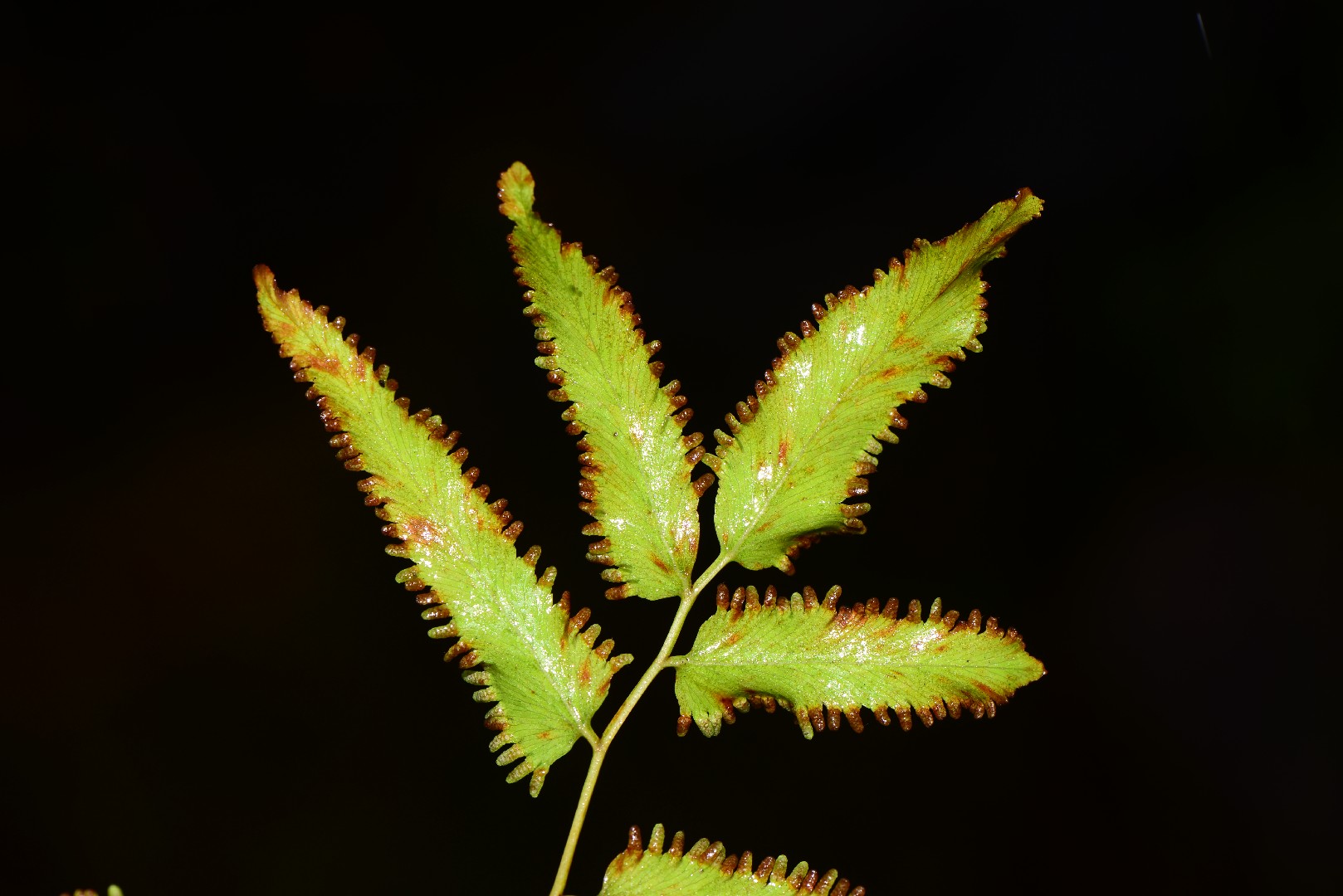 Lygodium flexuosum - PictureThis