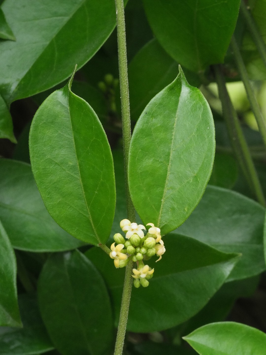 Australian cowplant (Gymnema sylvestre) Flower, Leaf, Care, Uses ...
