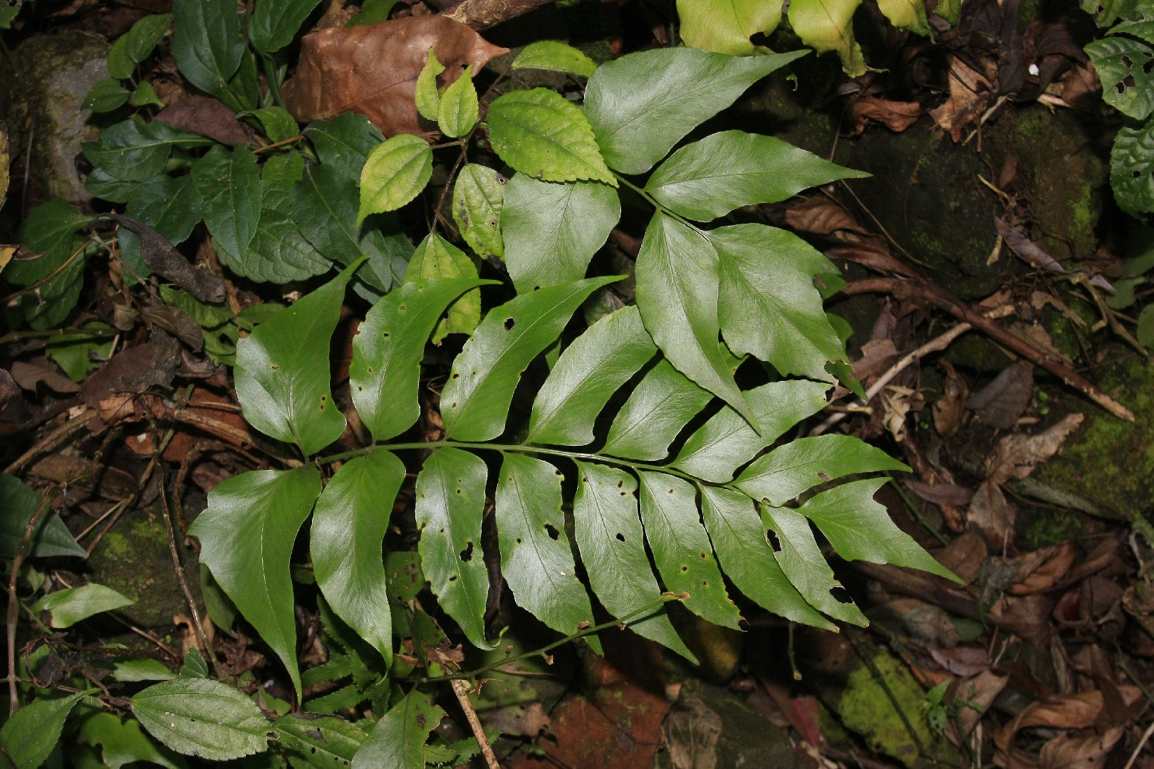 Cyrtomium Flower, Leaf, Care, Uses - PictureThis