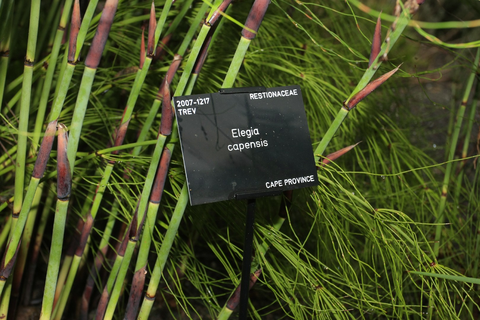 How to Plant and Grow Broom reed(Elegia capensis)