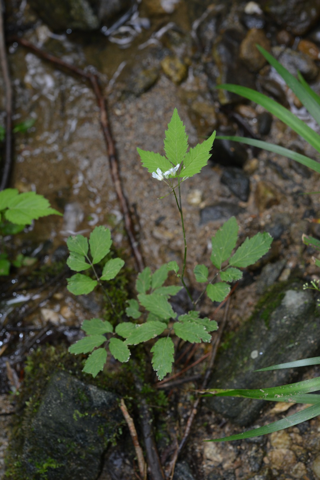 미나리냉이 (Cardamine leucantha) - PictureThis
