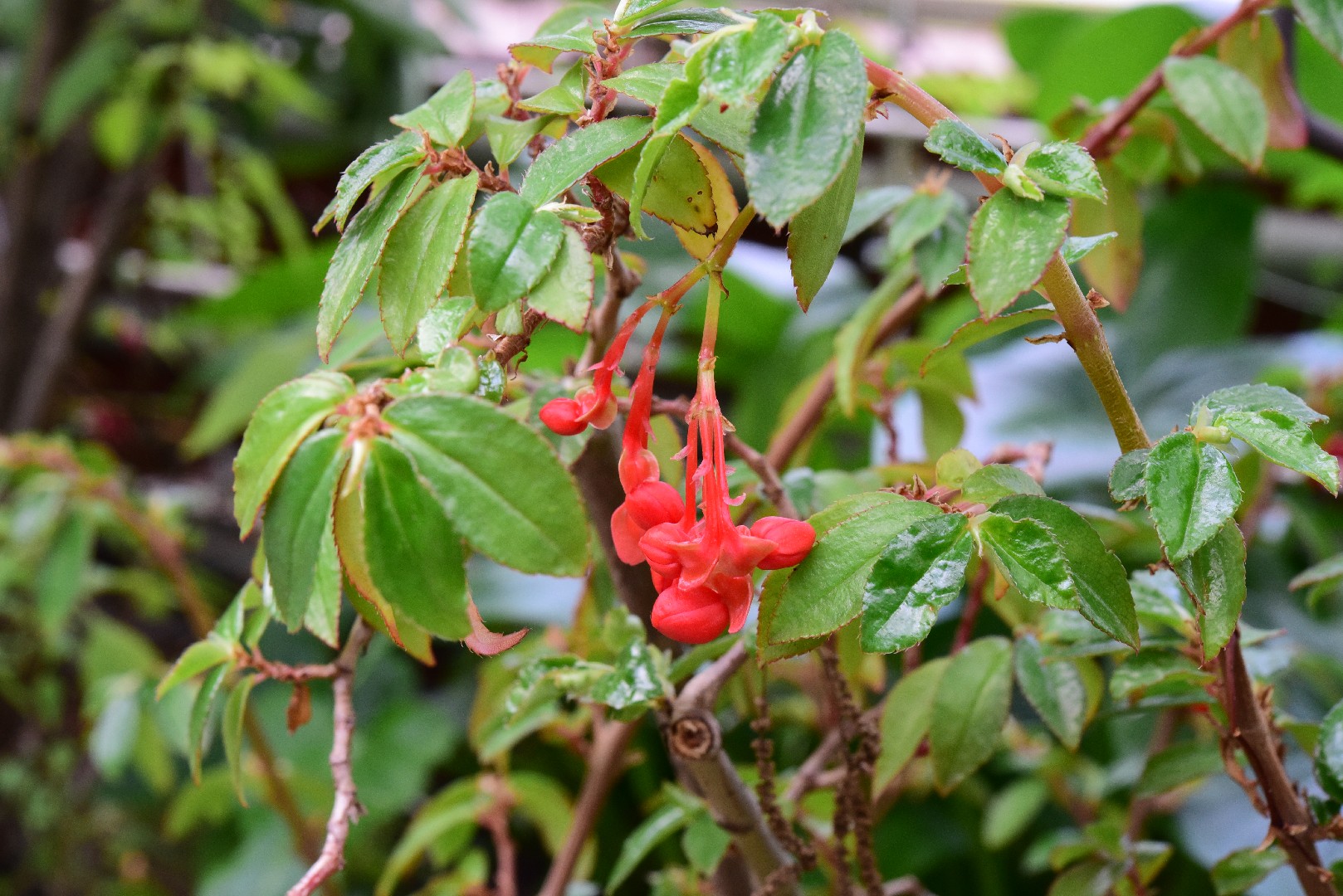 Begonia fuchsioides - PictureThis