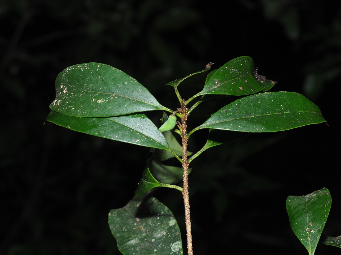 Cartrema matsumurana Flower, Leaf, Care, Uses - PictureThis