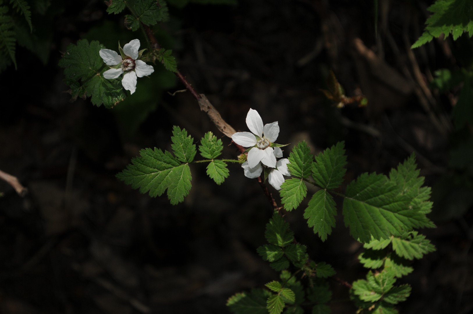 Rubus amabilis - PictureThis