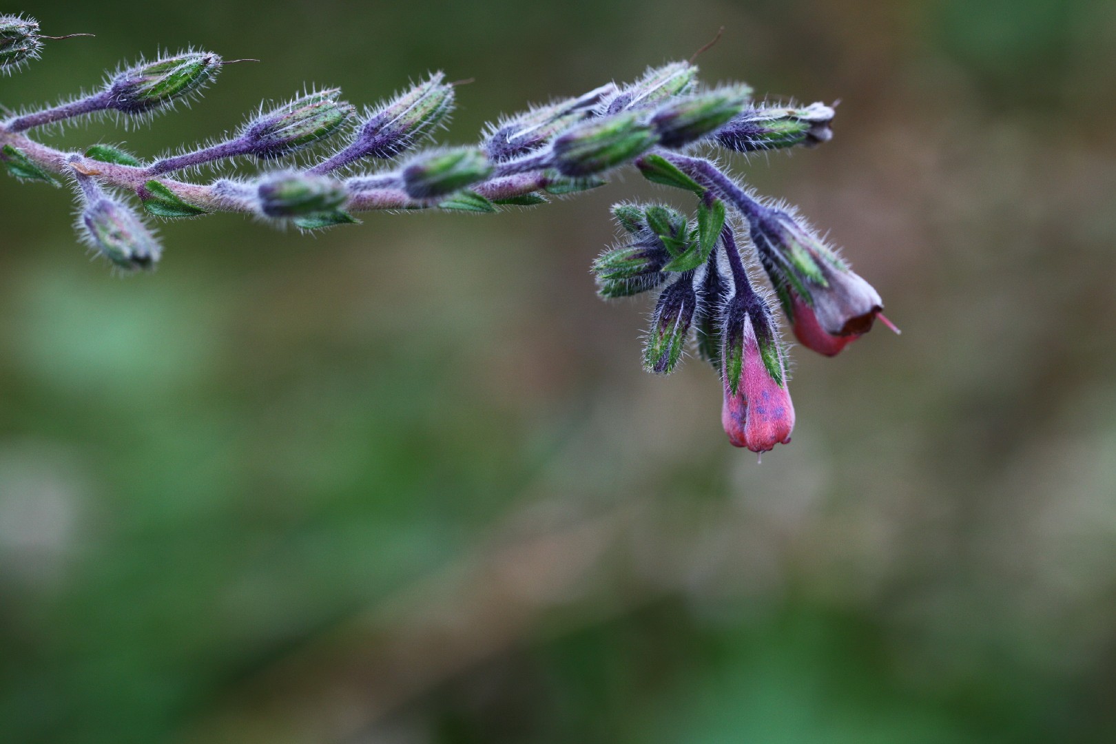 Onosma paniculatum 照顧，種植，繁殖，開花時間 - PictureThis