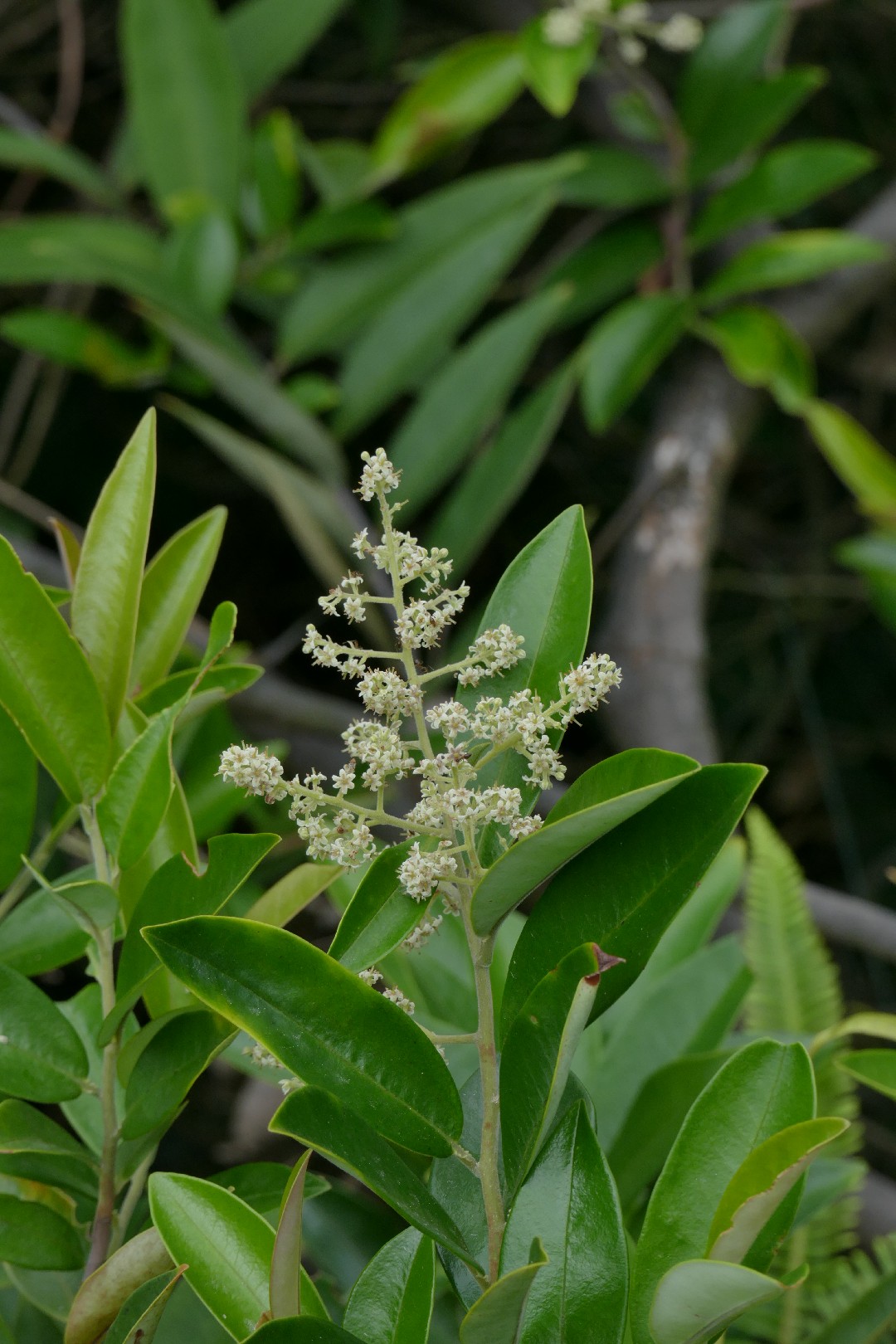 Embelia ribes - PictureThis