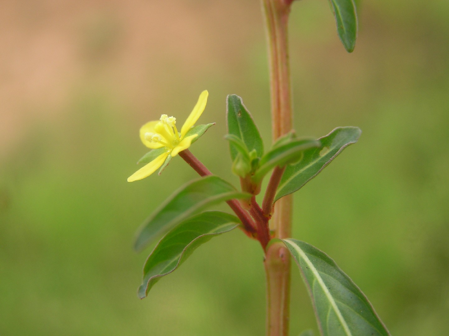 Ludwigia epilobioides - PictureThis