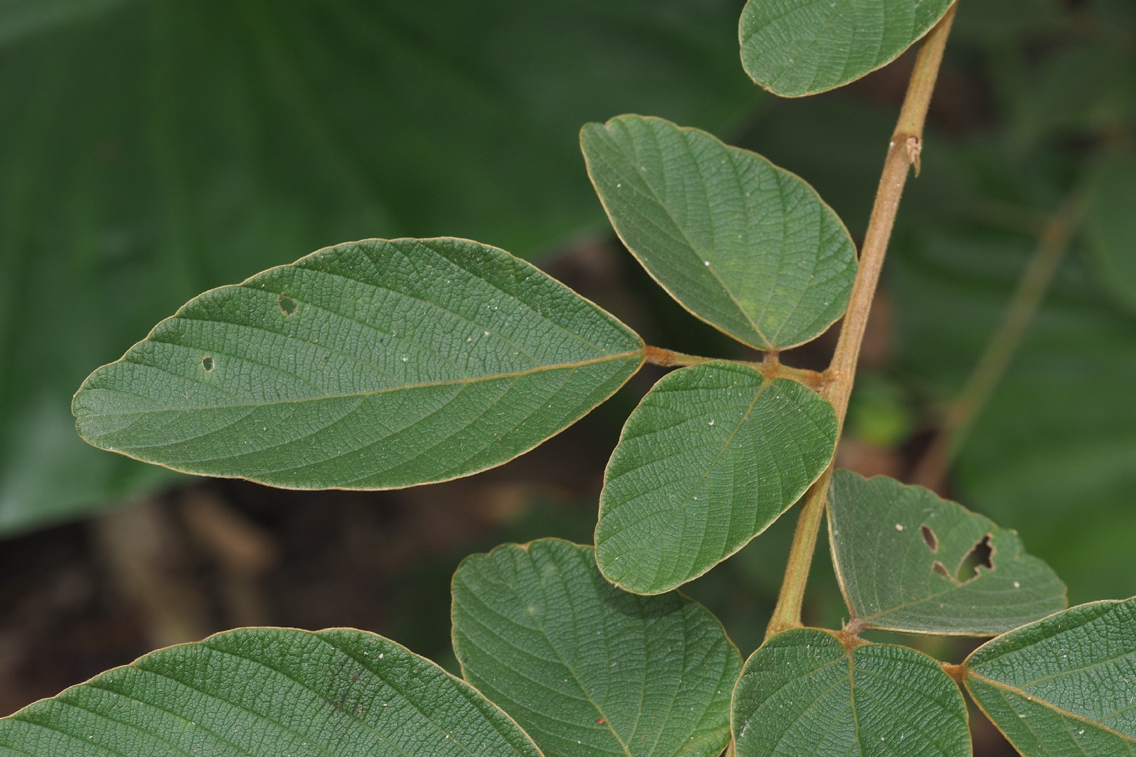 Phyllodium elegans - PictureThis