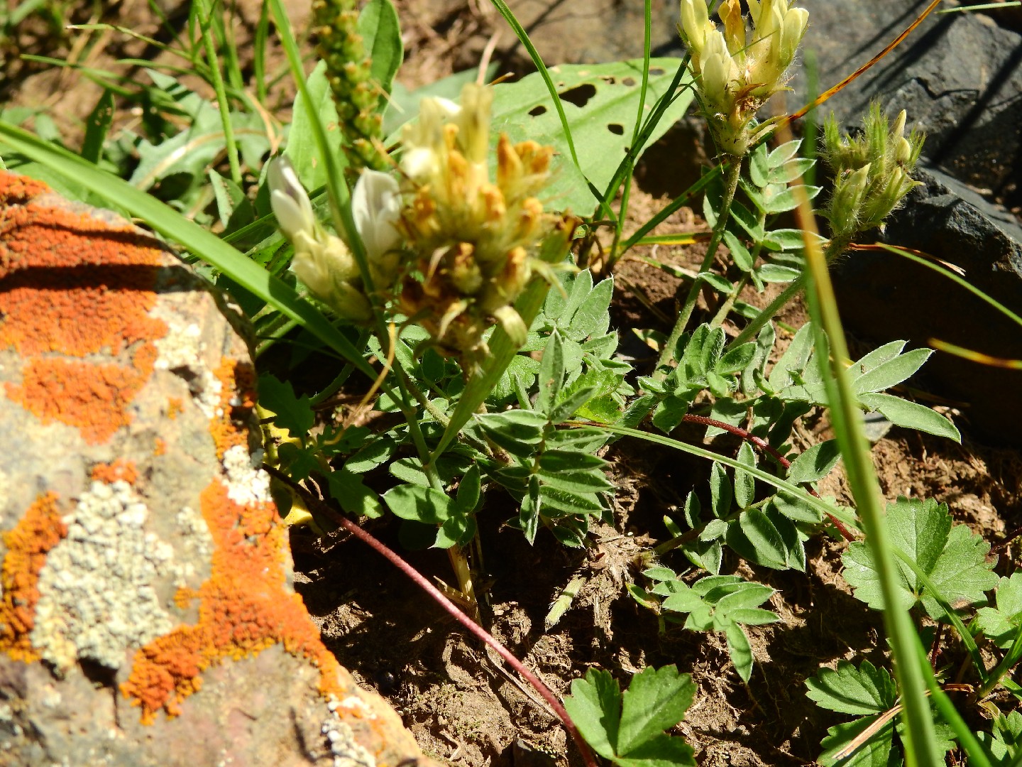 Locoweeds (Oxytropis) Flower, Leaf, Care, Uses - PictureThis