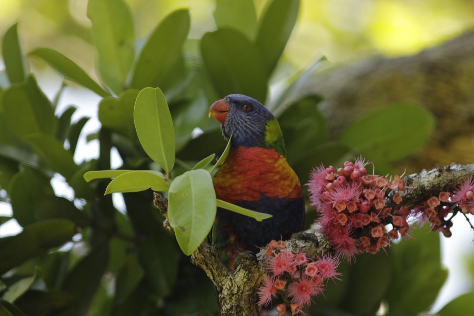 Syzygium moorei - PictureThis