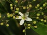 How to Plant and Grow Reeves Skimmia(Skimmia reevesiana)