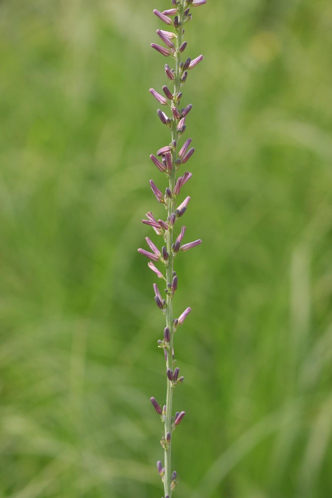 Anemarrena (Anemarrhena asphodeloides) - PictureThis