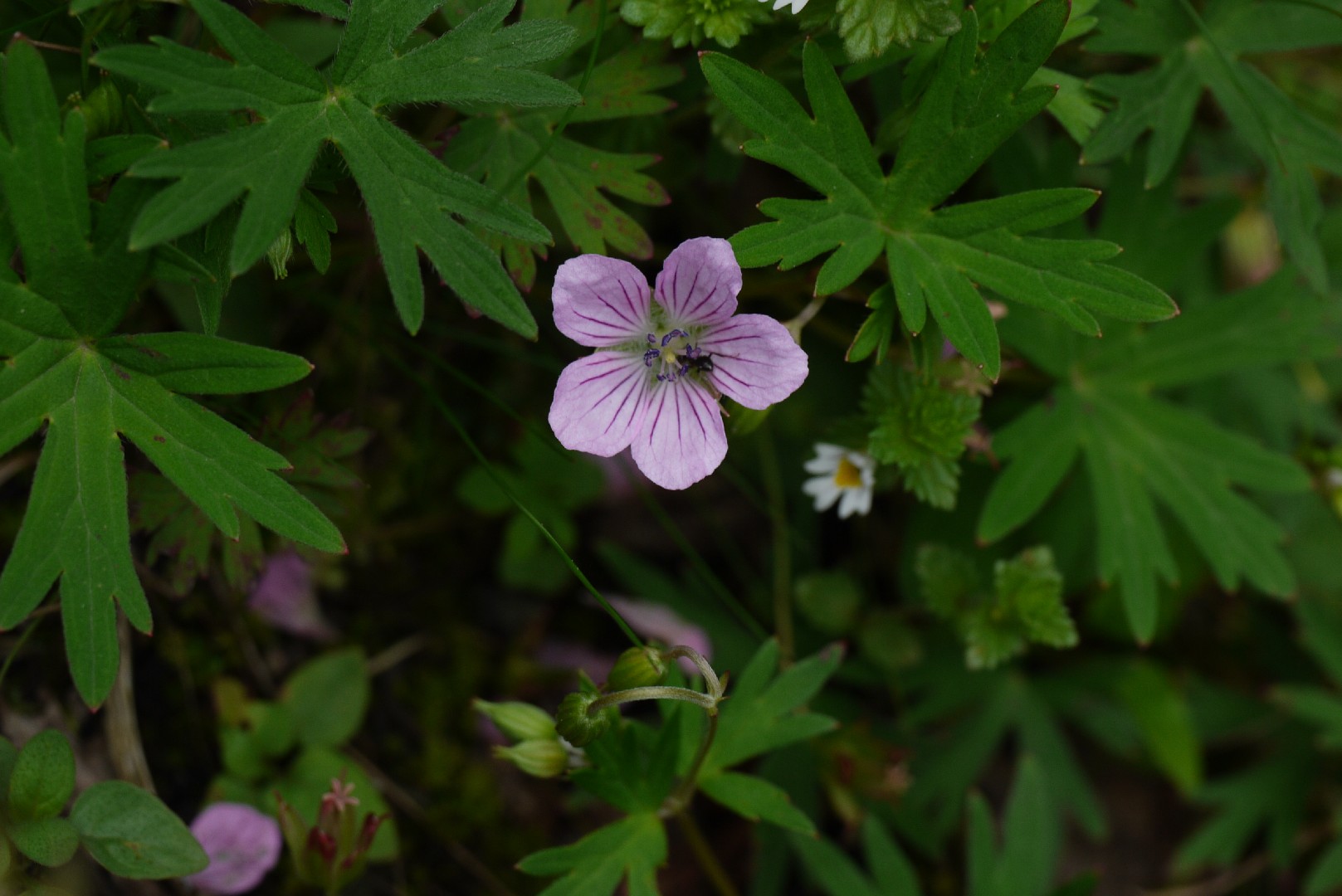 Geranium koreanum - PictureThis
