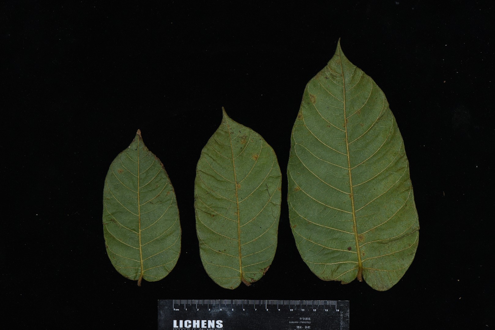 Pohon upas de las molucas (Antiaris toxicaria) - PictureThis