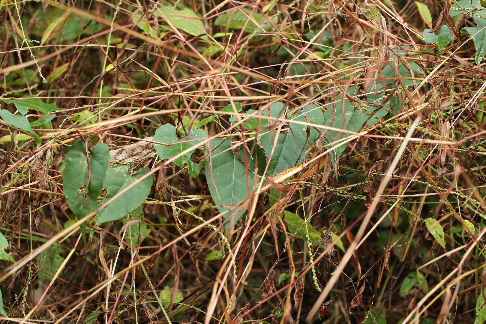 하수오 (Fallopia multiflora) - PictureThis