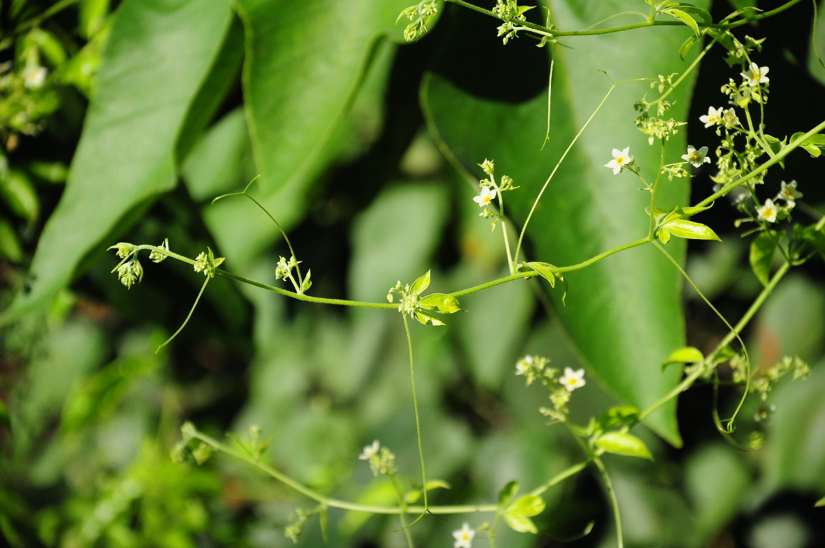 Neoalsomitra - PictureThis