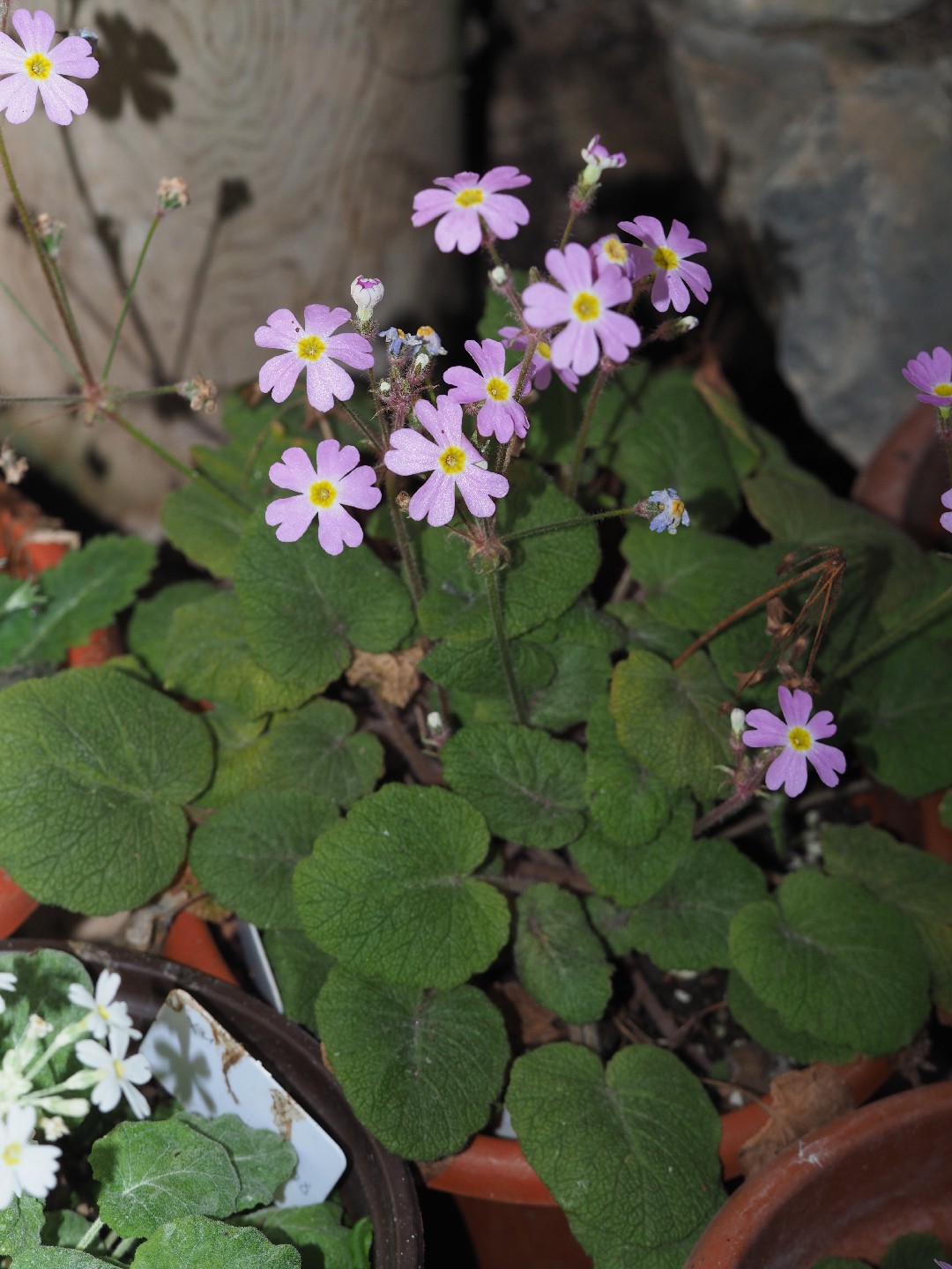 Becher-primel (Primula obconica) - PictureThis
