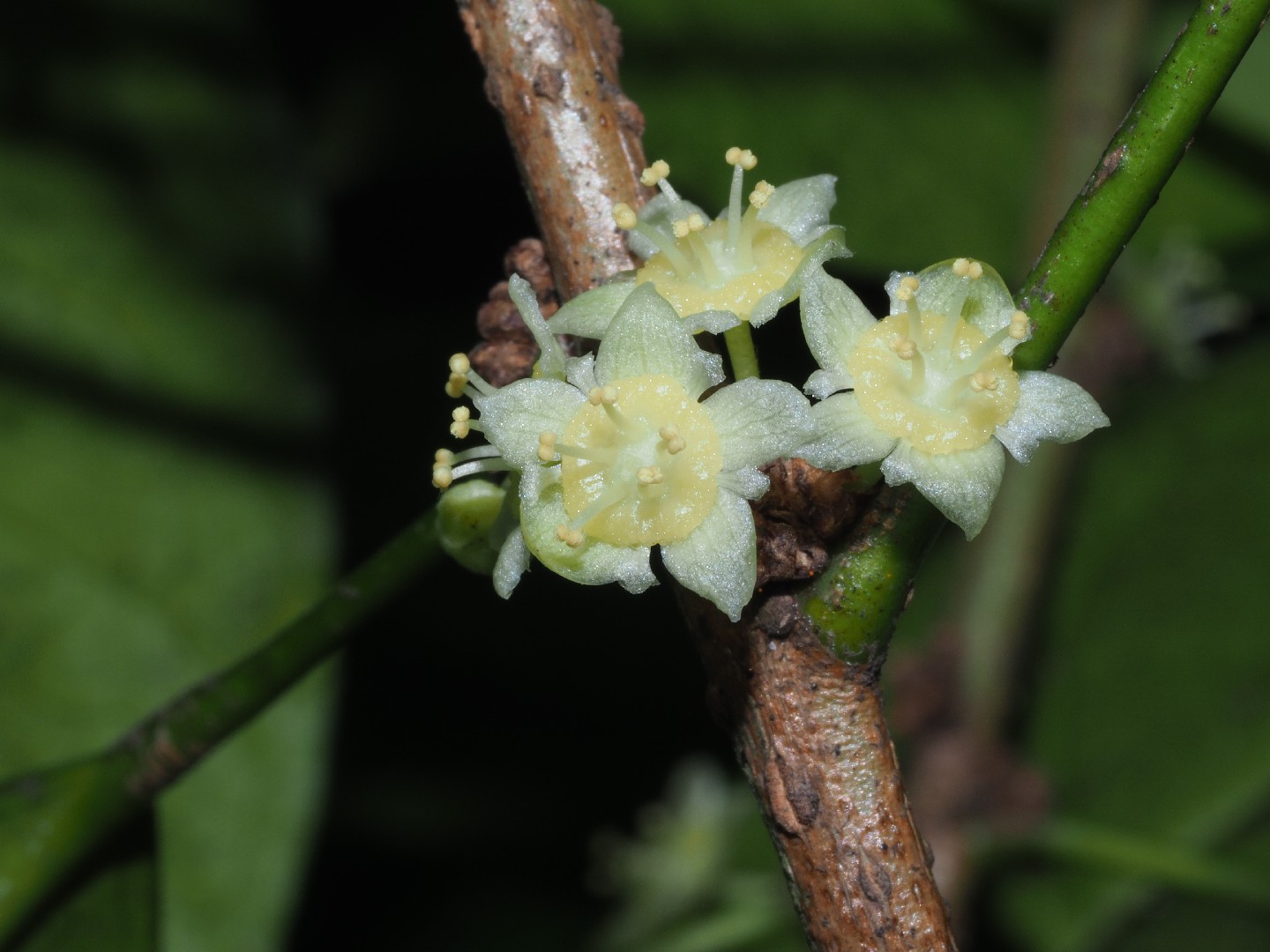 Actephila (Actephila) Flower, Leaf, Care, Uses - PictureThis