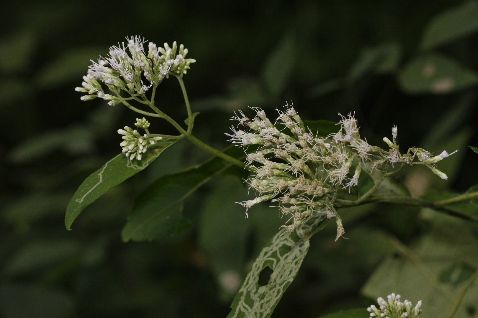 Eupatorium japonicum - PictureThis