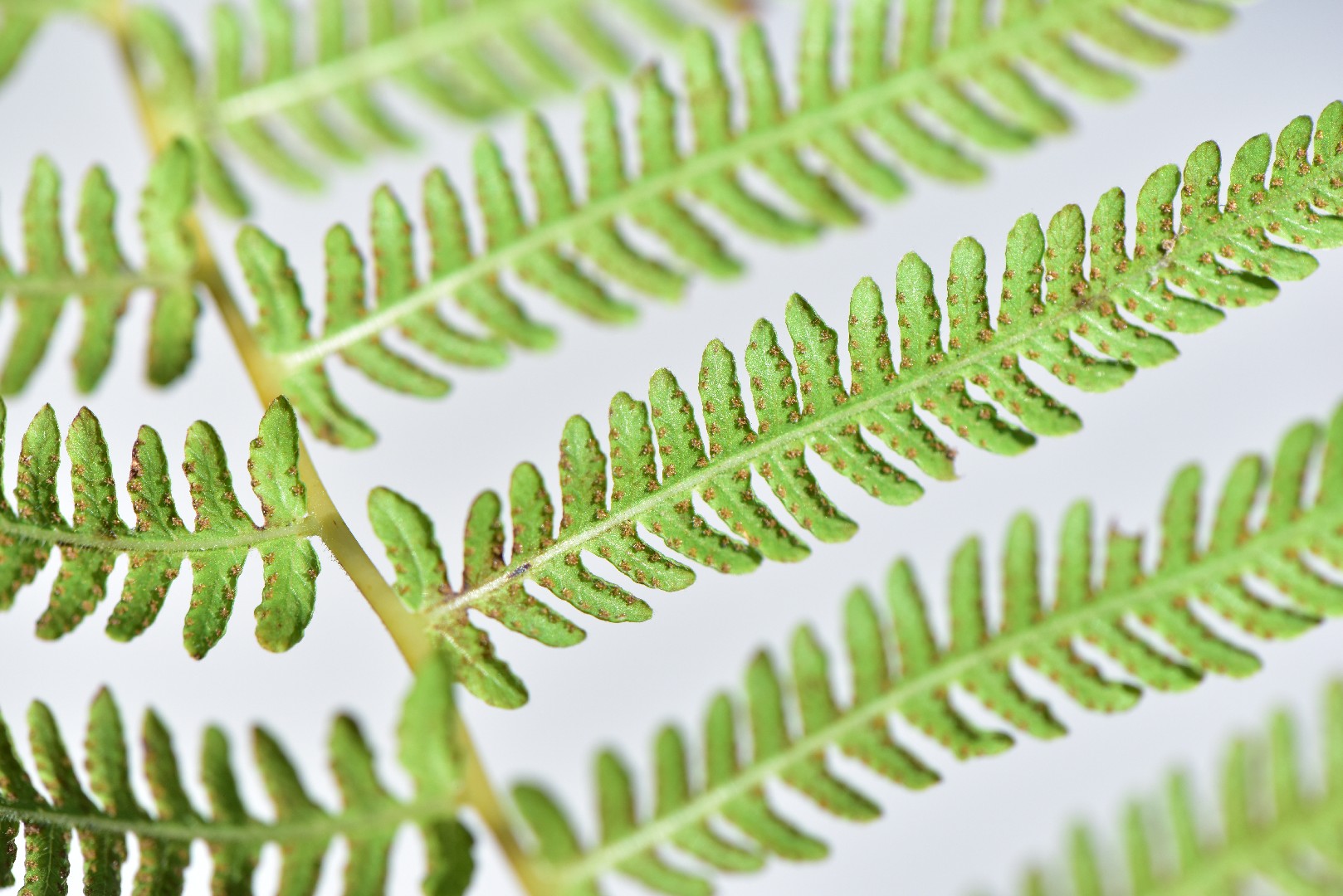 Parathelypteris nipponica - PictureThis