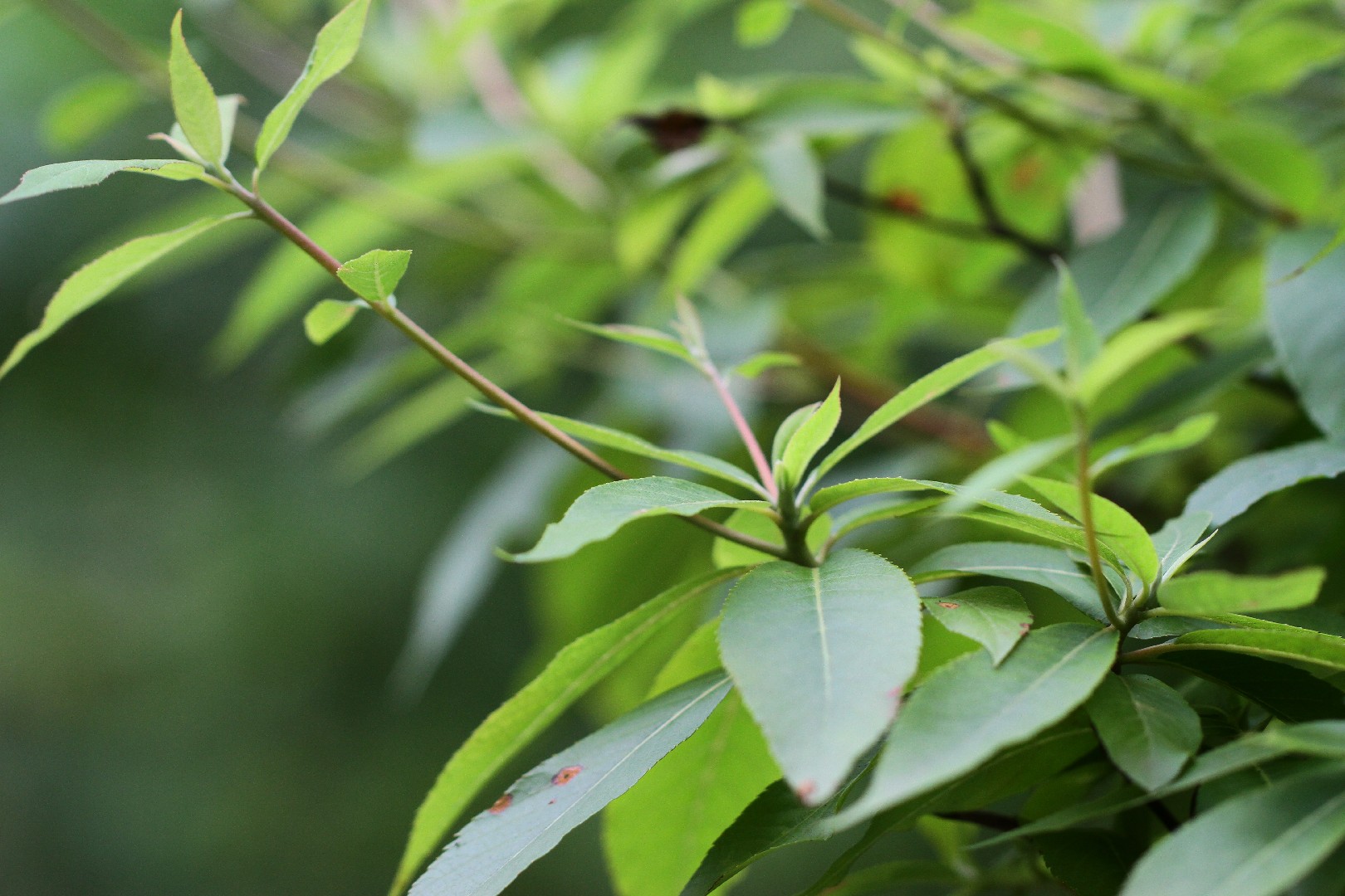 How to Plant and Grow Hydrangea strigosa(Hydrangea strigosa)