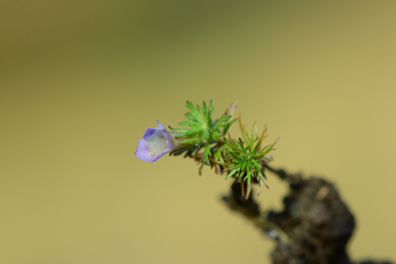 Ambulia (Limnophila sessiliflora) - PictureThis