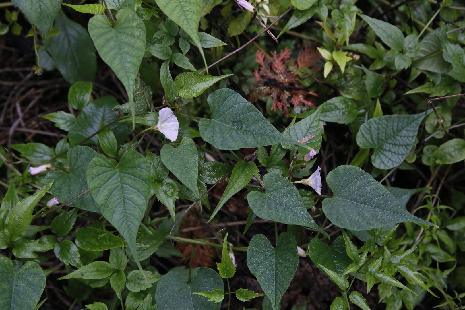 Merremia sibirica - PictureThis