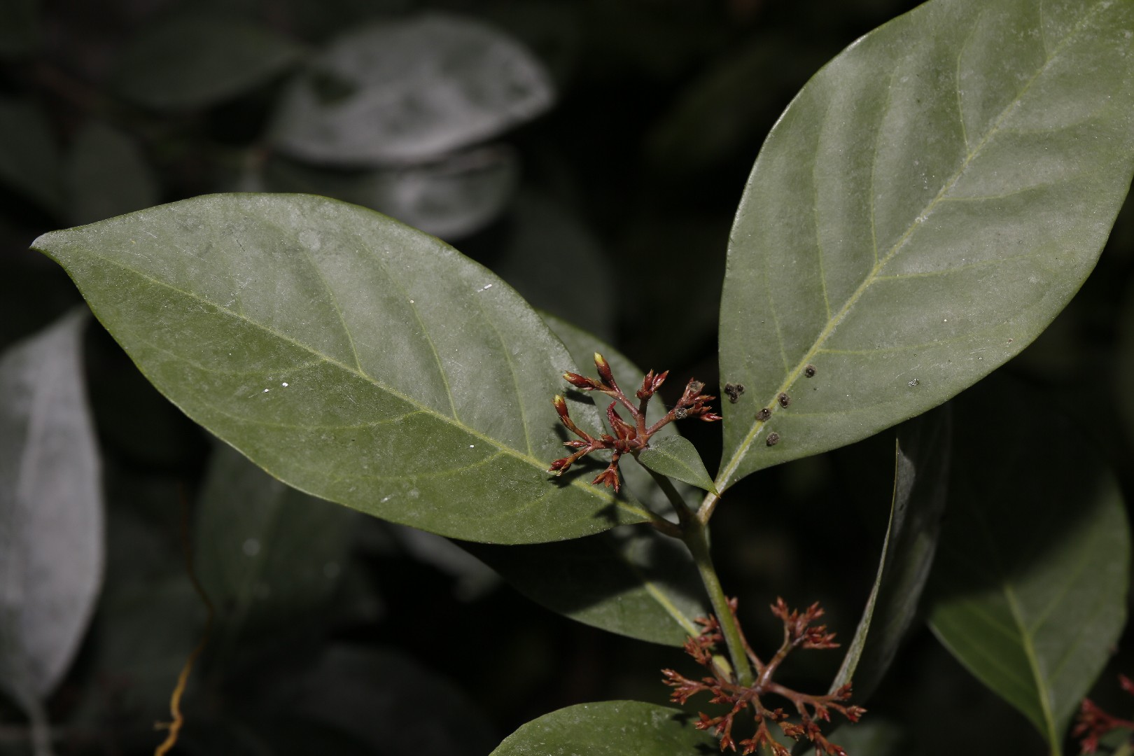 Aidia cochinchinensis - PictureThis