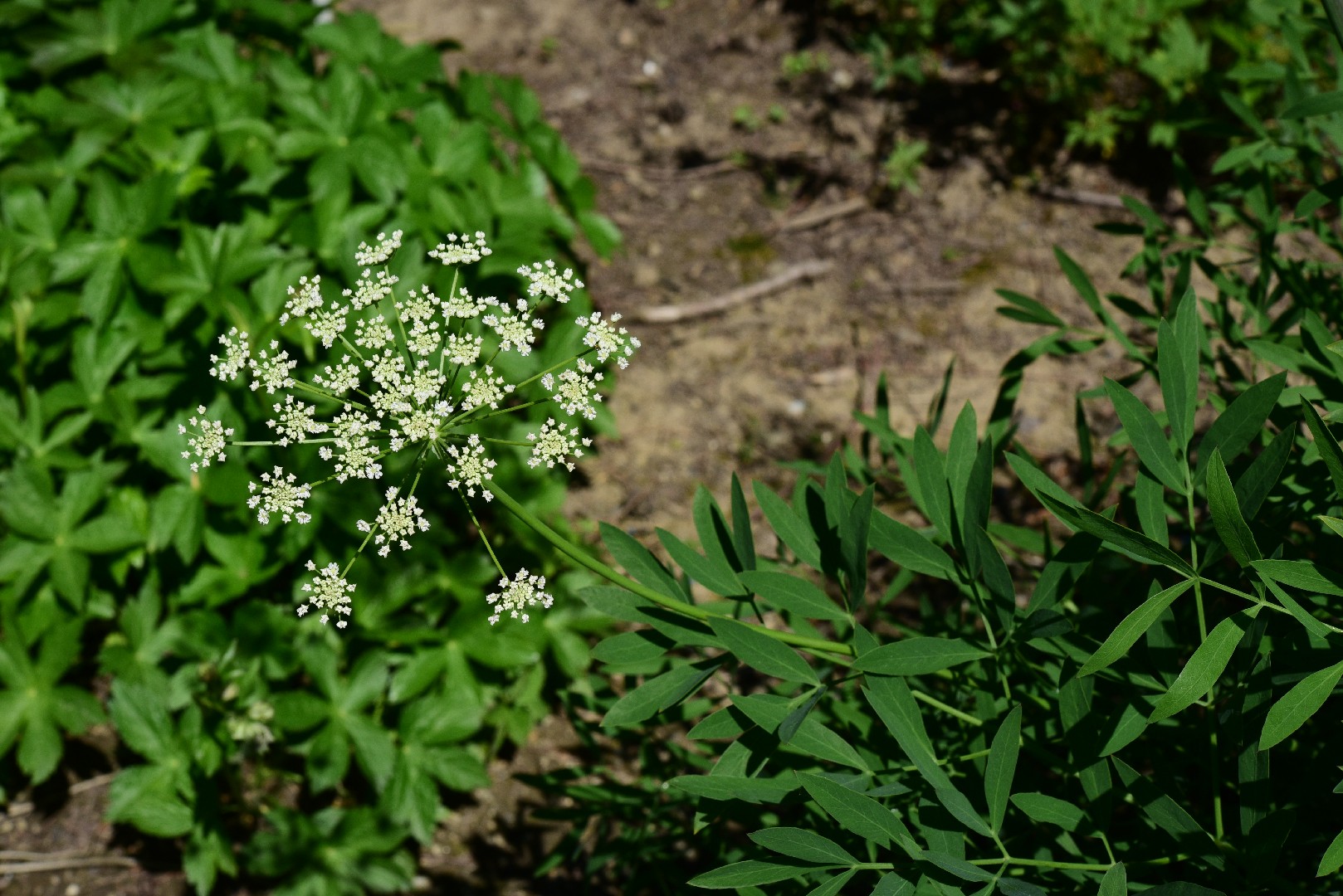 Cominos marranos (Laserpitium gallicum) - PictureThis
