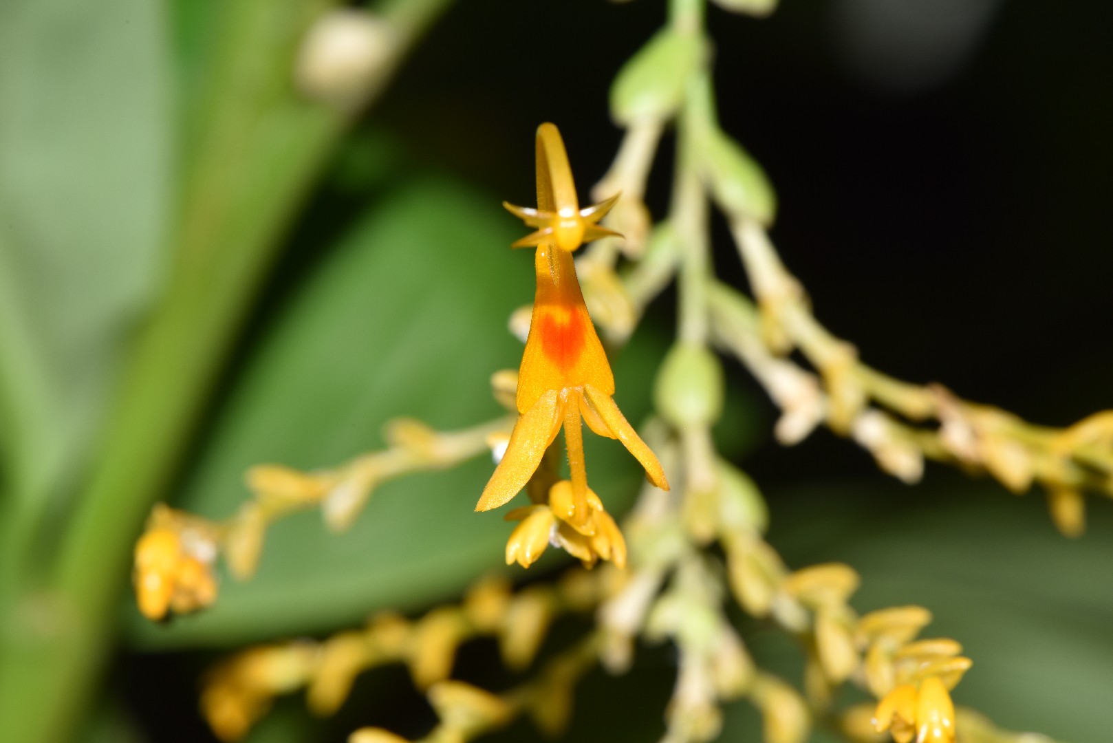 Dancing ladies Care (Watering, Fertilize, Pruning, Propagation ...