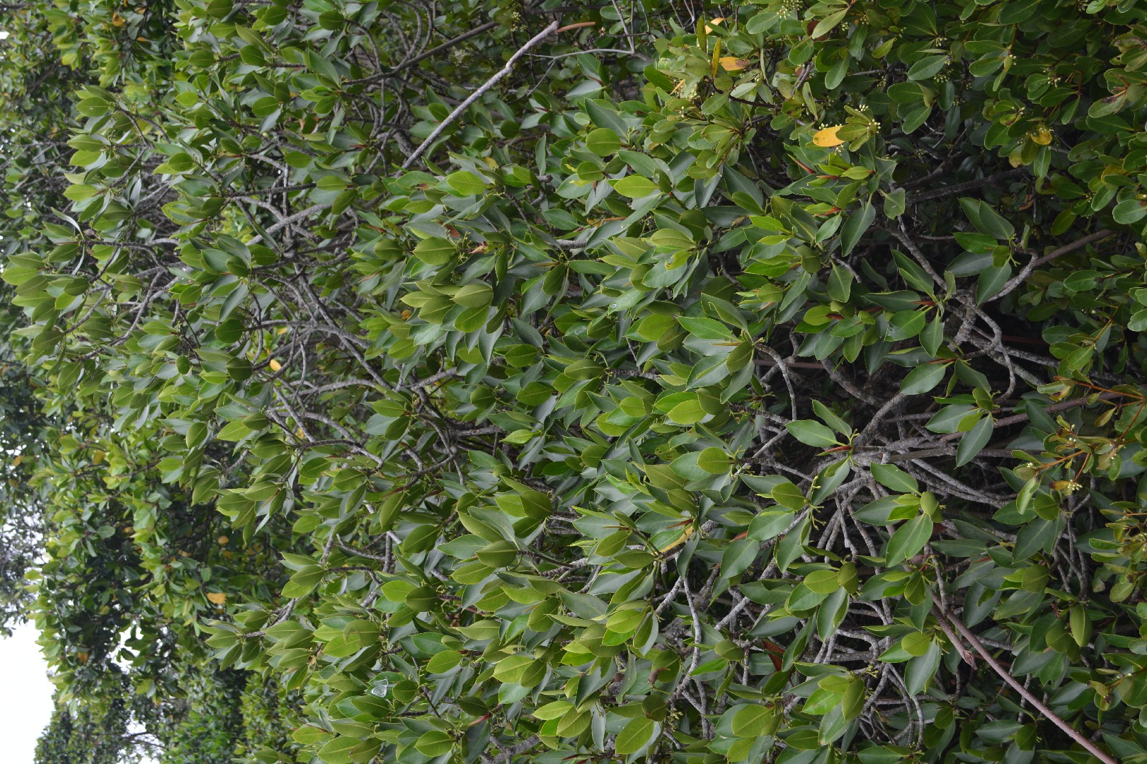 Ризофора (Rhizophora stylosa) - PictureThis