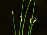 Trichophorum subcapitatum - PictureThis
