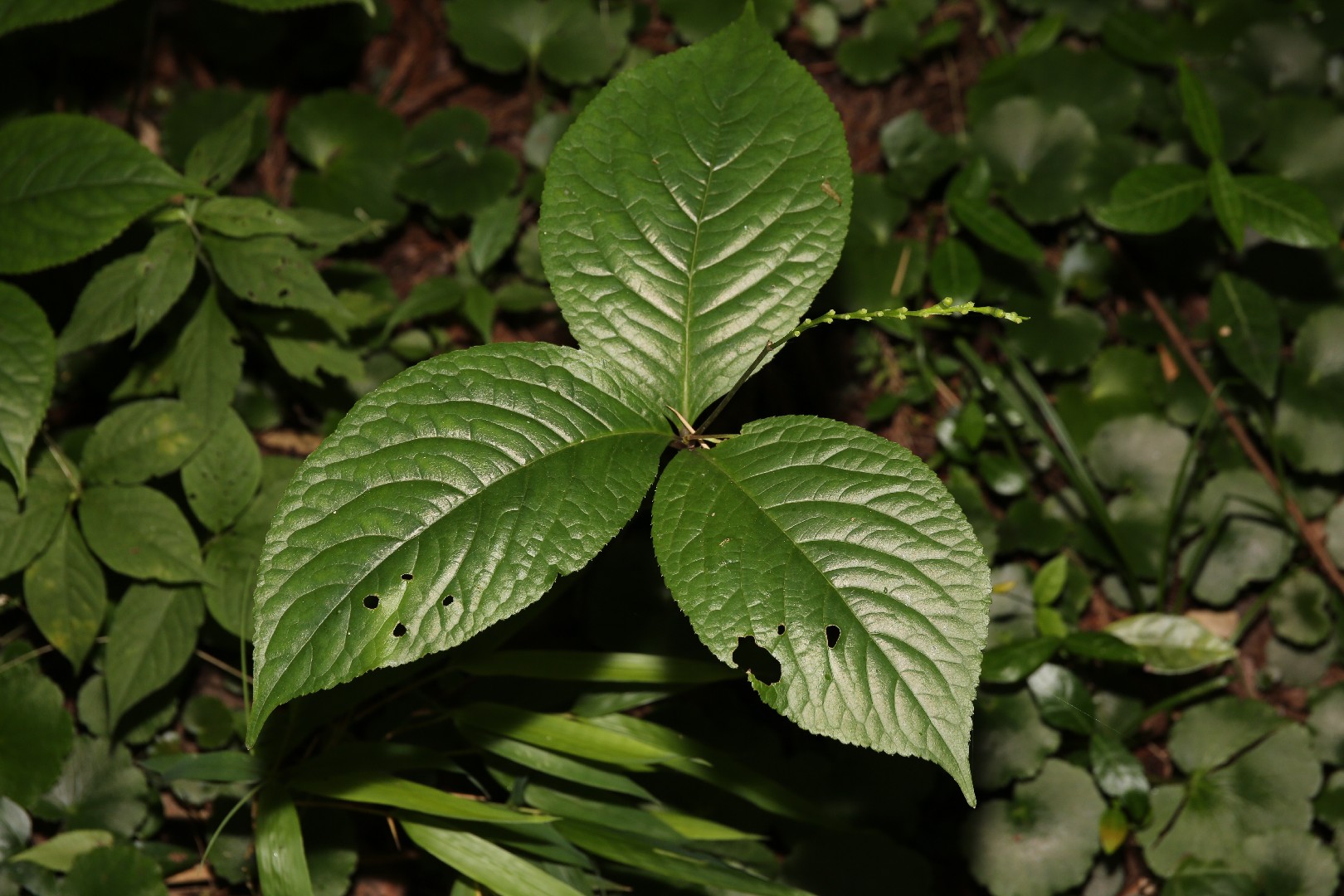 Chloranthus henryi - PictureThis