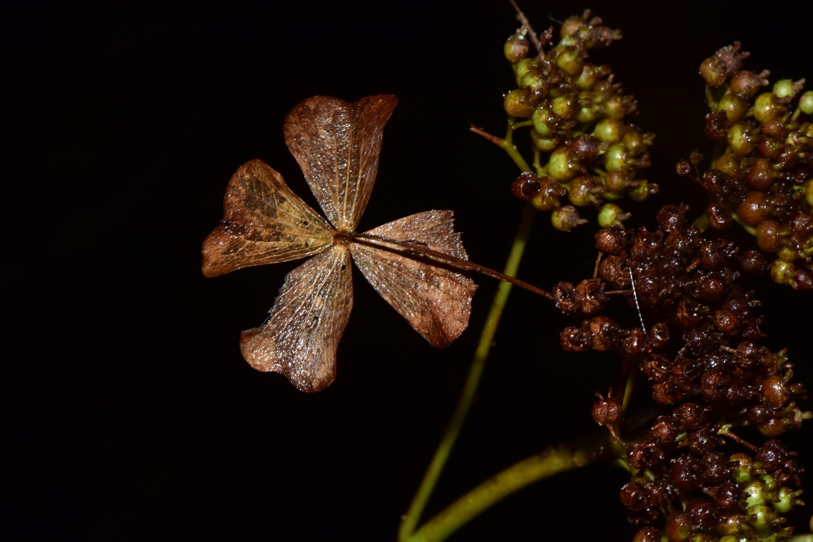 Hydrangea longipes - PictureThis