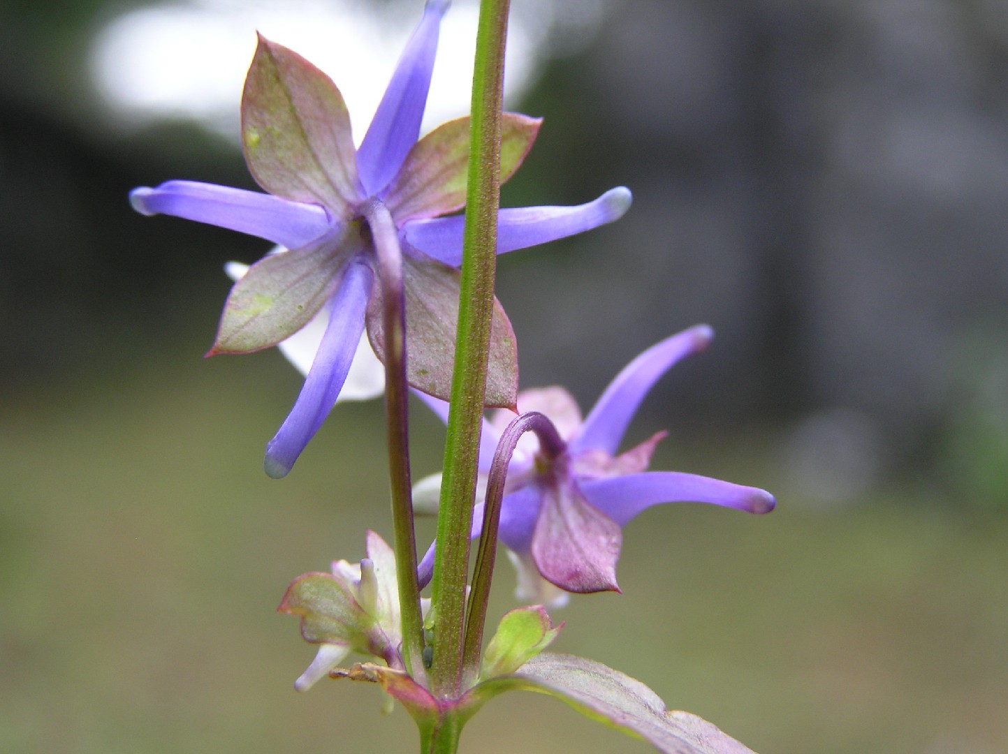 Halenia elliptica - PictureThis