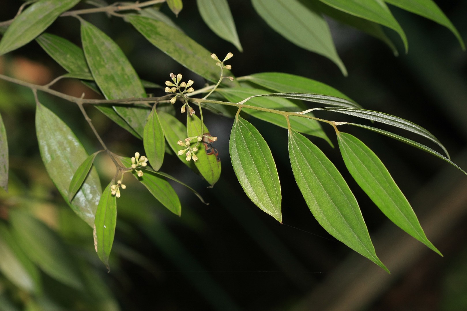 Cinnamons (Cinnamomum) Flower, Leaf, Care, Uses - PictureThis