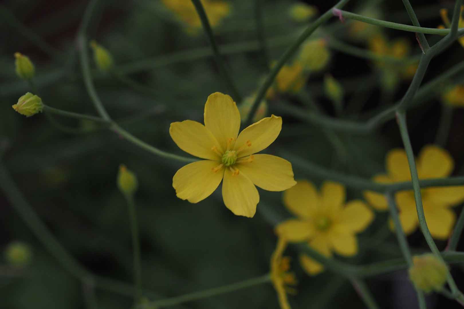 Bongardia Flower, Leaf, Care, Uses - PictureThis