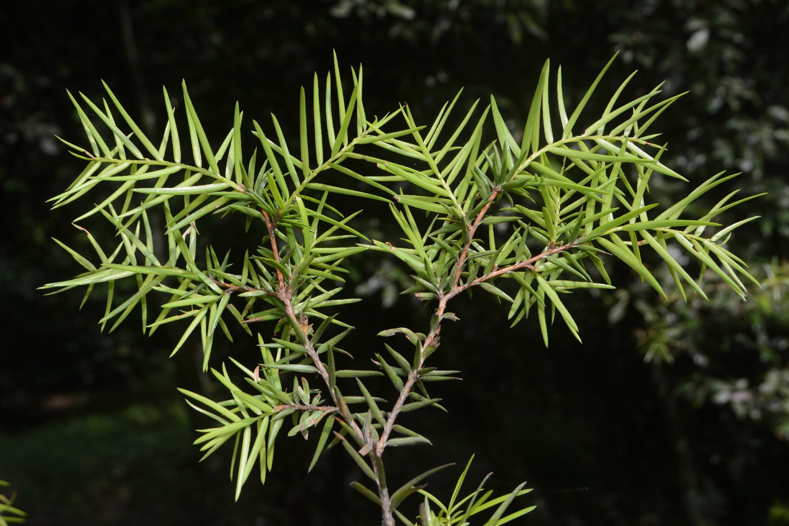 Bristlecone hemlock (Nothotsuga longibracteata) Flower, Leaf, Care ...
