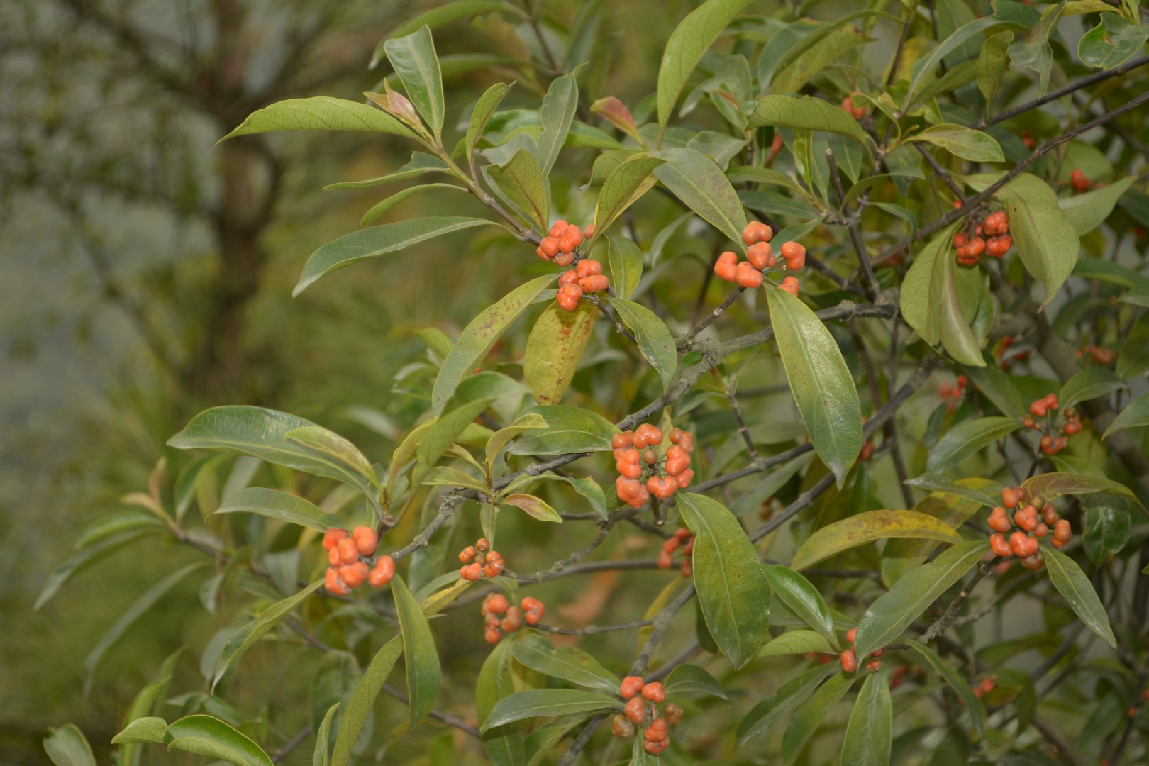 Gynochthodes parvifolia - PictureThis