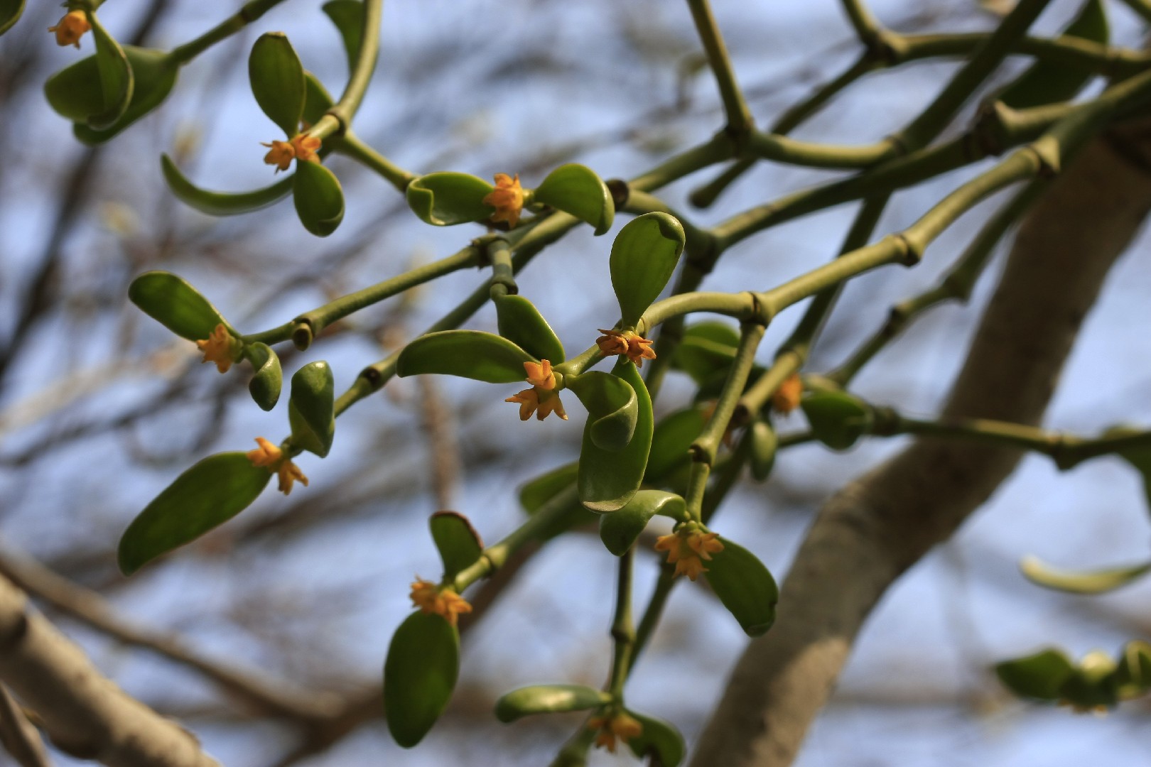 Viscum coloratum - PictureThis