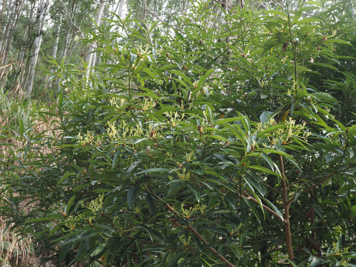 Machilus nanmu - PictureThis